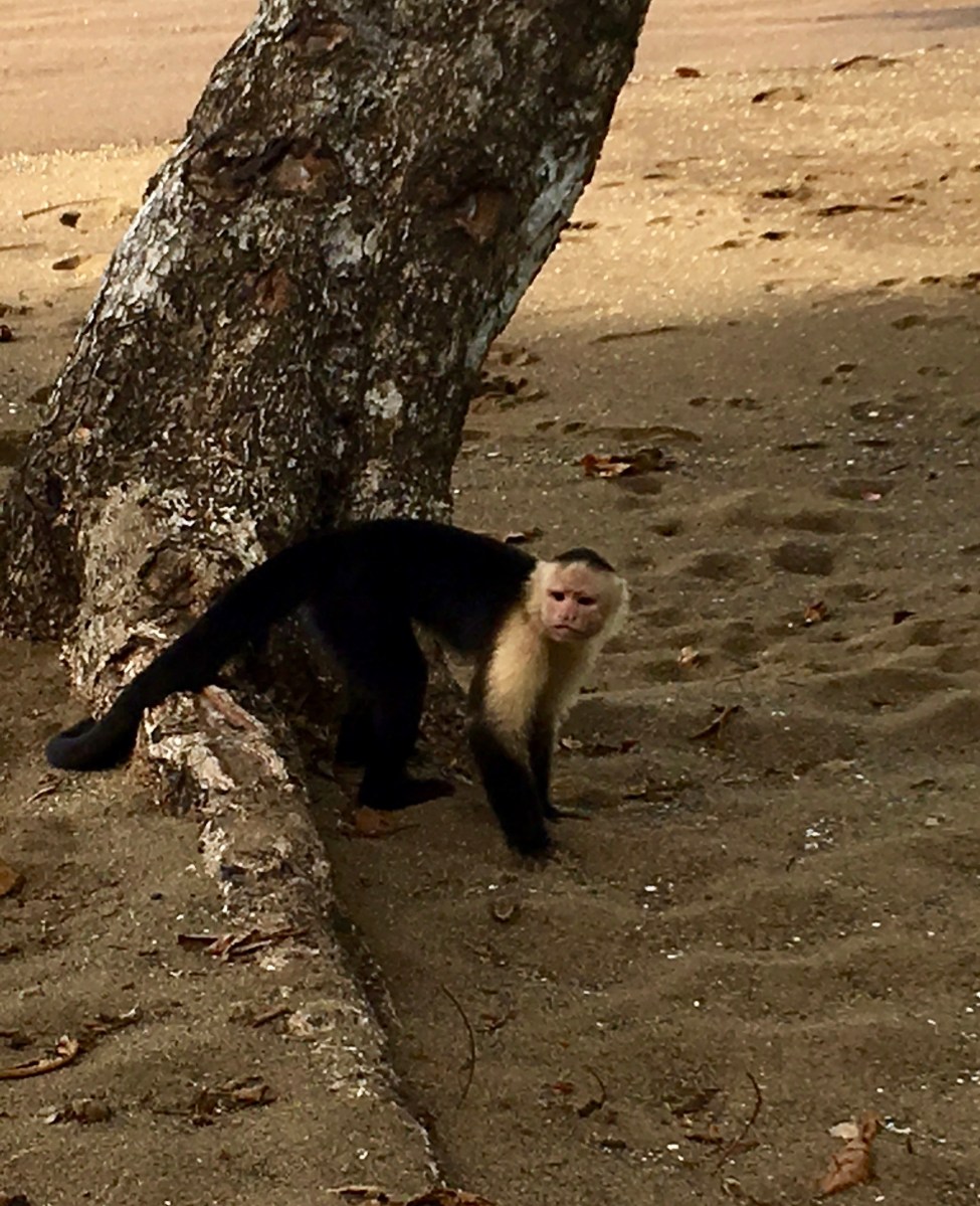 A Little Monkey Business